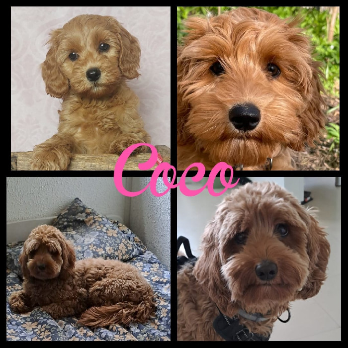 Pentuja syntyneet ja suunnitelmat :: australianlabradoodle.fi